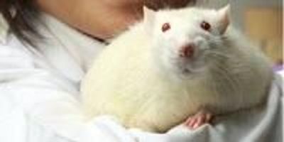 Fat News, Articles | Lab Manager