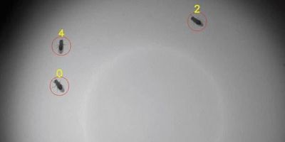 Fruit Flies News, Articles | Lab Manager