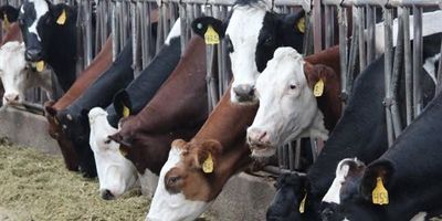 Cattle Breeding News, Articles | Lab Manager