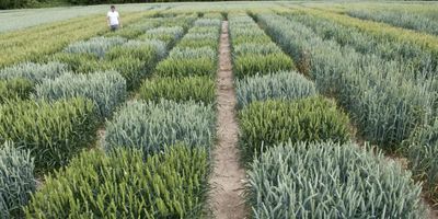Wheat Research News, Articles | Lab Manager