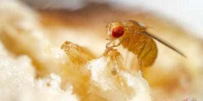 Fruit Flies News, Articles | Lab Manager