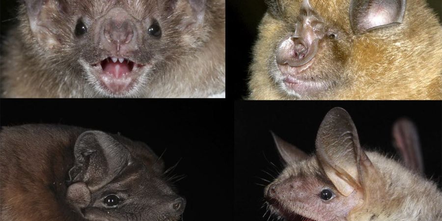 Accurate Aging of Wild Animals Thanks to First Epigenetic Clock for ...