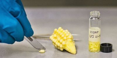 Corn News, Articles | Lab Manager