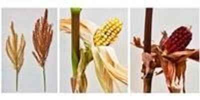 Genetic Mutation News, Articles | Lab Manager