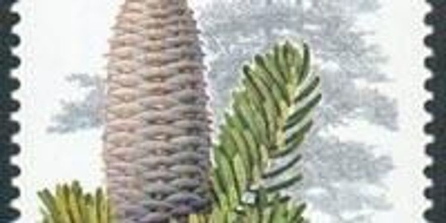 Researchers Race against Extinction to Uncover Tree's Cancer-Fighting ...