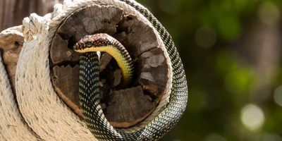 Biomimicry News, Articles | Lab Manager