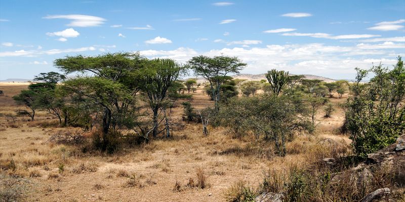 A Groundbreaking Study Reveals the Carbon Stocks of 10 Billion Trees ...