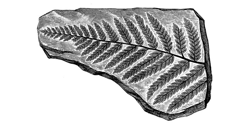 Professor Unearths the Ancient Fossil Plant History of Burnaby Mountain | Lab Manager