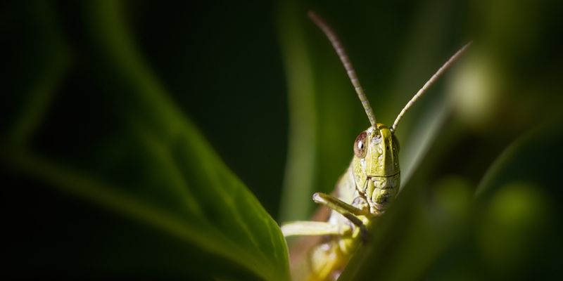 The Reasons Why Insect Numbers Are Decreasing | Lab Manager