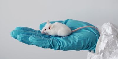 New, Free AI Tool Helps Assess Manuscripts for Animal Research ...