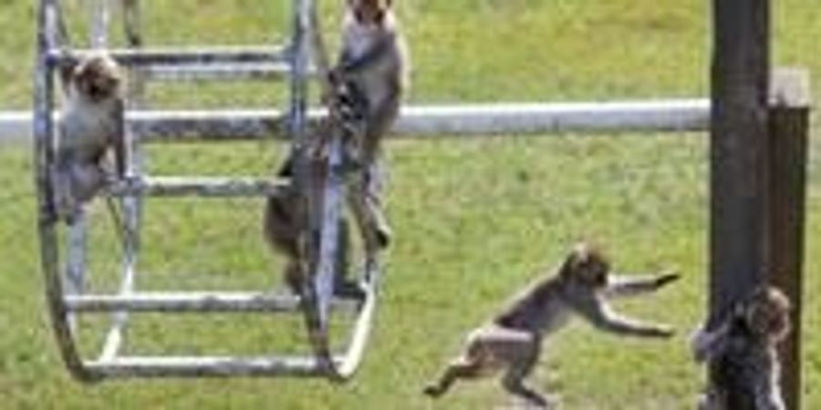 Scientists Discover Neurodegenerative Disease in Monkeys | Lab Manager