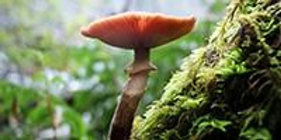Plants and Fungi Together Could Slow Climate Change | Lab Manager