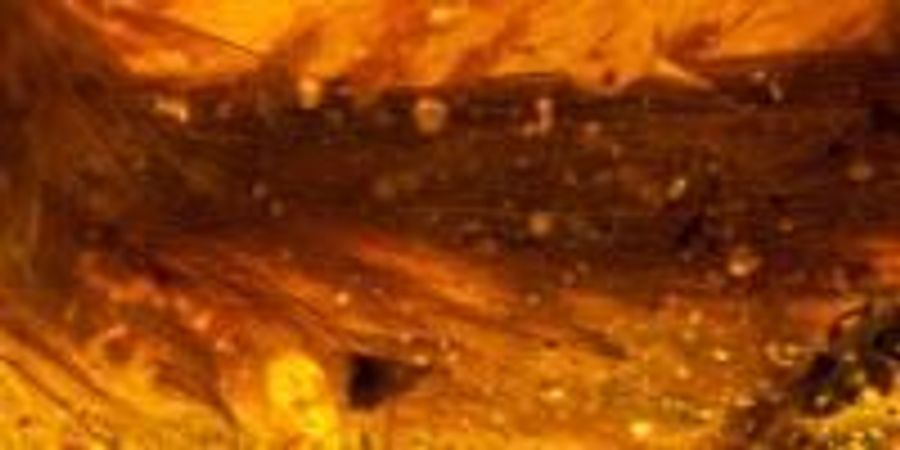 Amber Specimen Offers Rare Glimpse of Feathered Dinosaur Tail | Lab Manager