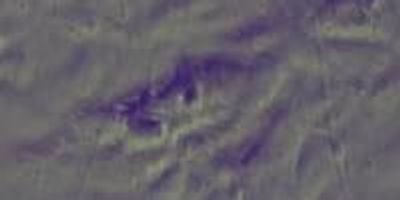 Nerve Cells News, Articles | Lab Manager